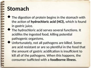 4. digestion and absorption of Amino acid.pptx