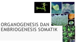 kultur jaringan - Organogenesis dan Embriogenesis.pptx