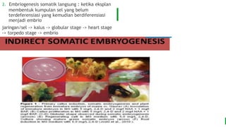 kultur jaringan - Organogenesis dan Embriogenesis.pptx