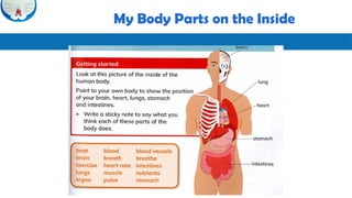 4.1 Human Organs.pptx Inner and outer body parts | PPTX