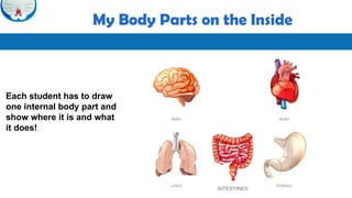 4.1 Human Organs.pptx Inner and outer body parts | PPTX