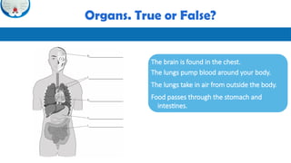 4.1 Human Organs.pptx Inner and outer body parts | PPTX
