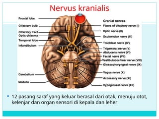 4. Fisiologi Sistem Saraf Perifer dan Sistem Saraf Otonom.ppt