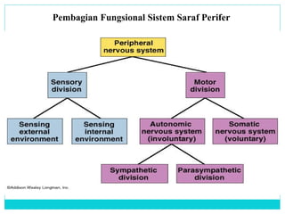 4. Fisiologi Sistem Saraf Perifer dan Sistem Saraf Otonom.ppt