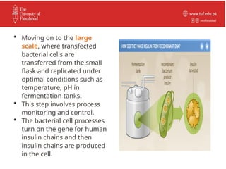 4. Insulin production.pptx insulin production pharmacology | PPTX
