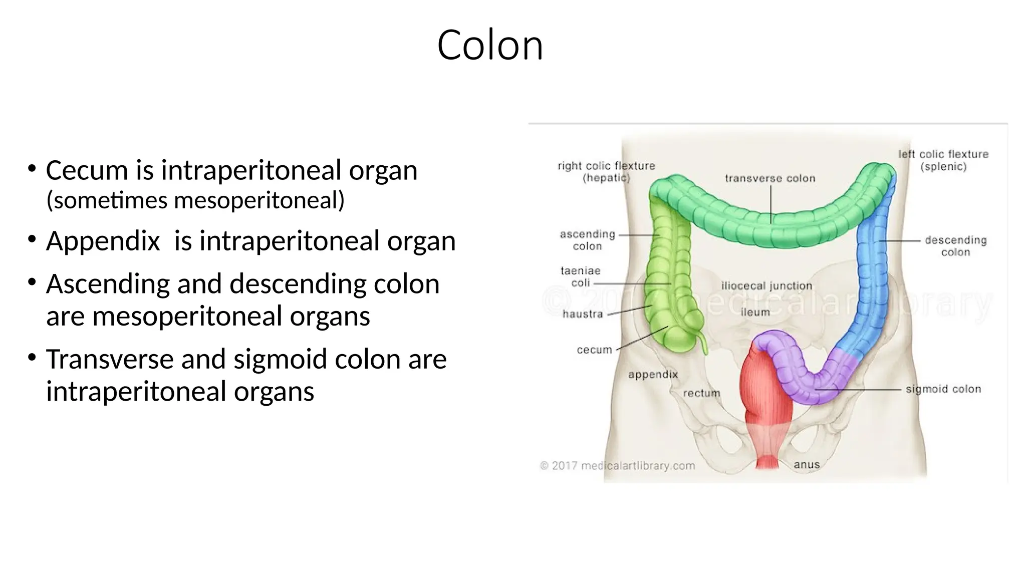 4. LARGE INTESTINE 2 anatomy of th elarge intestine .pptx