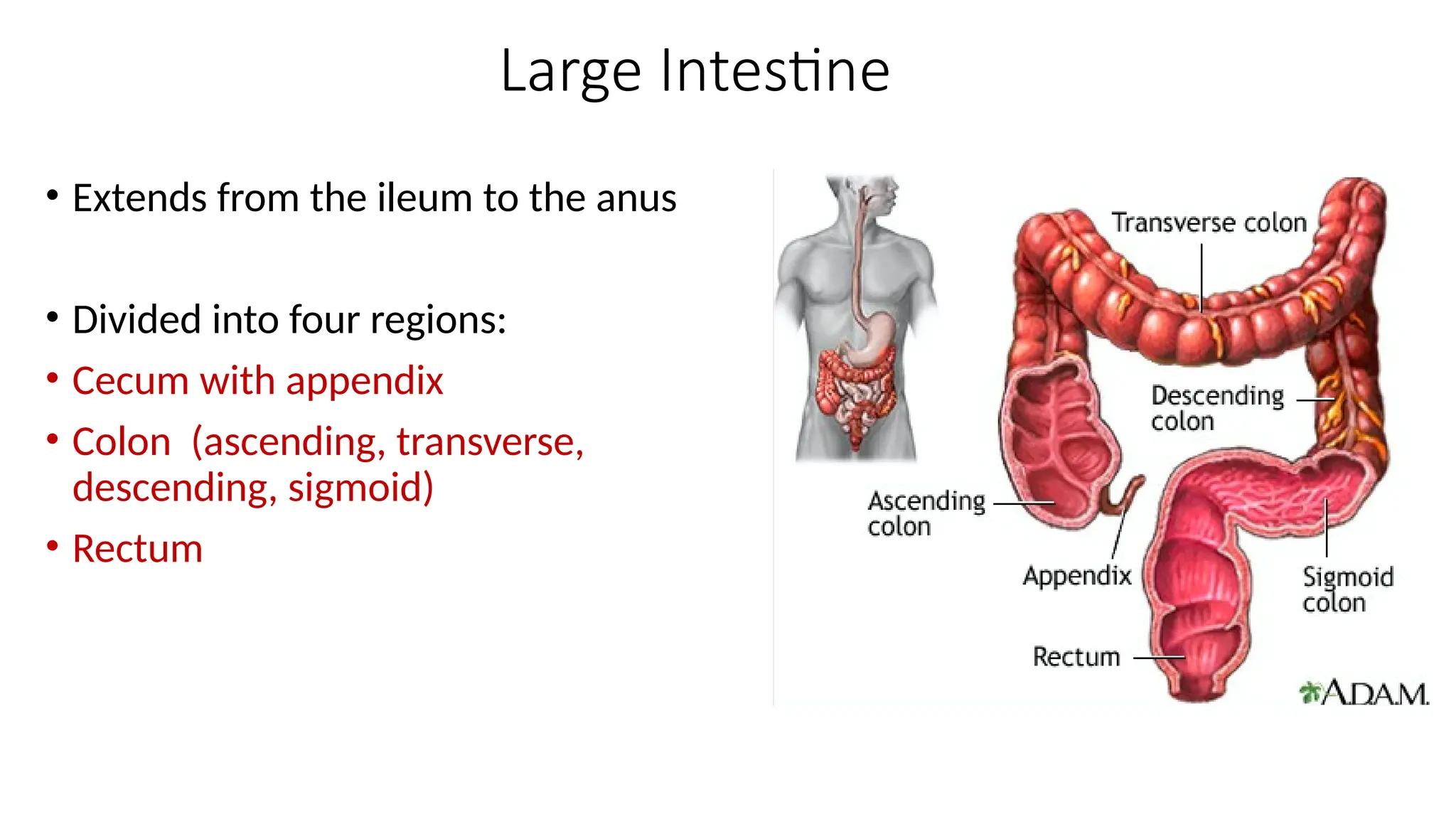 4. LARGE INTESTINE 2 anatomy of th elarge intestine .pptx