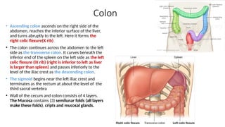 4. LARGE INTESTINE 2 anatomy of th elarge intestine .pptx