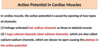 4.Action potential in cardiac muscle (1).pptx