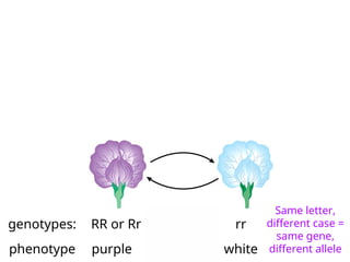 4. mendel's law of heredity in living things.ppt