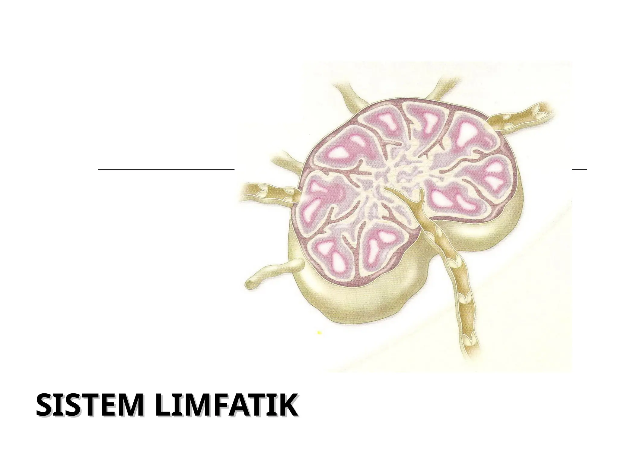 ppt anatomi fisiologi - sistem darah dan limfatik new.ppt