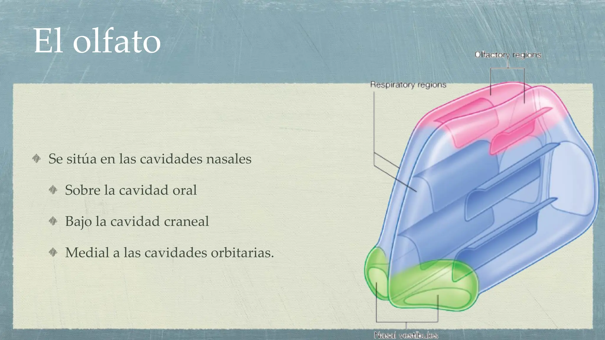 PPT de olfato y gsuto para universidad de chile | PDF