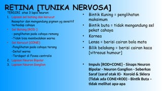 Anatomi dan Fisiologi Manusia "Sistem Indera 3".ppt