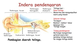Anatomi dan Fisiologi Manusia "Sistem Indera 3".ppt
