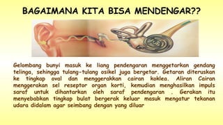Anatomi dan Fisiologi Manusia "Sistem Indera 3".ppt