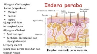 Anatomi dan Fisiologi Manusia "Sistem Indera 3".ppt