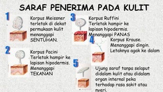 Anatomi dan Fisiologi Manusia "Sistem Indera 3".ppt