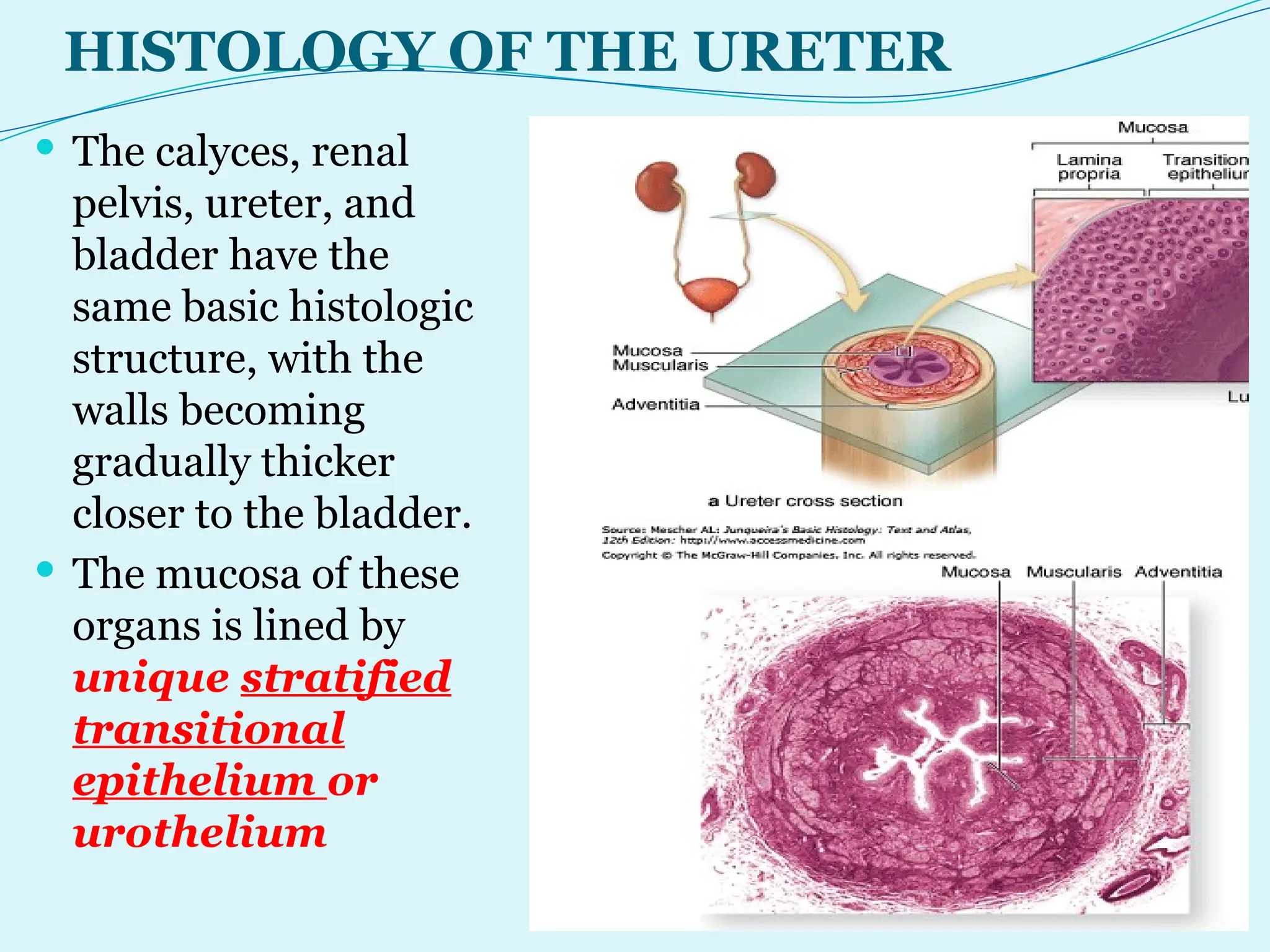 Anatomy of the ureter, blood vessels, innervation | PPTX