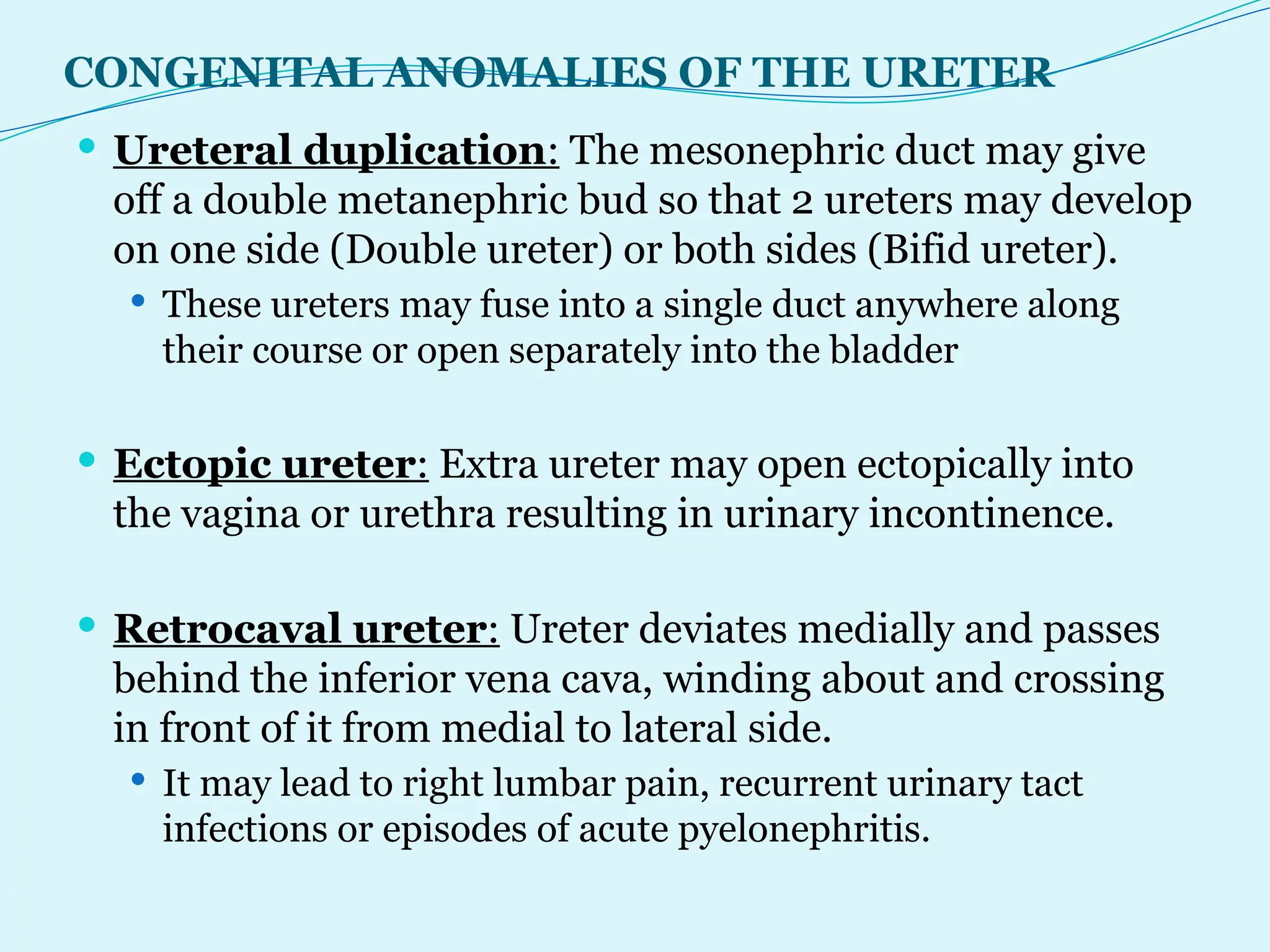 Anatomy of the ureter, blood vessels, innervation | PPTX