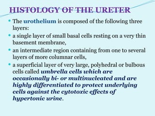 Anatomy of the ureter, blood vessels, innervation | PPTX