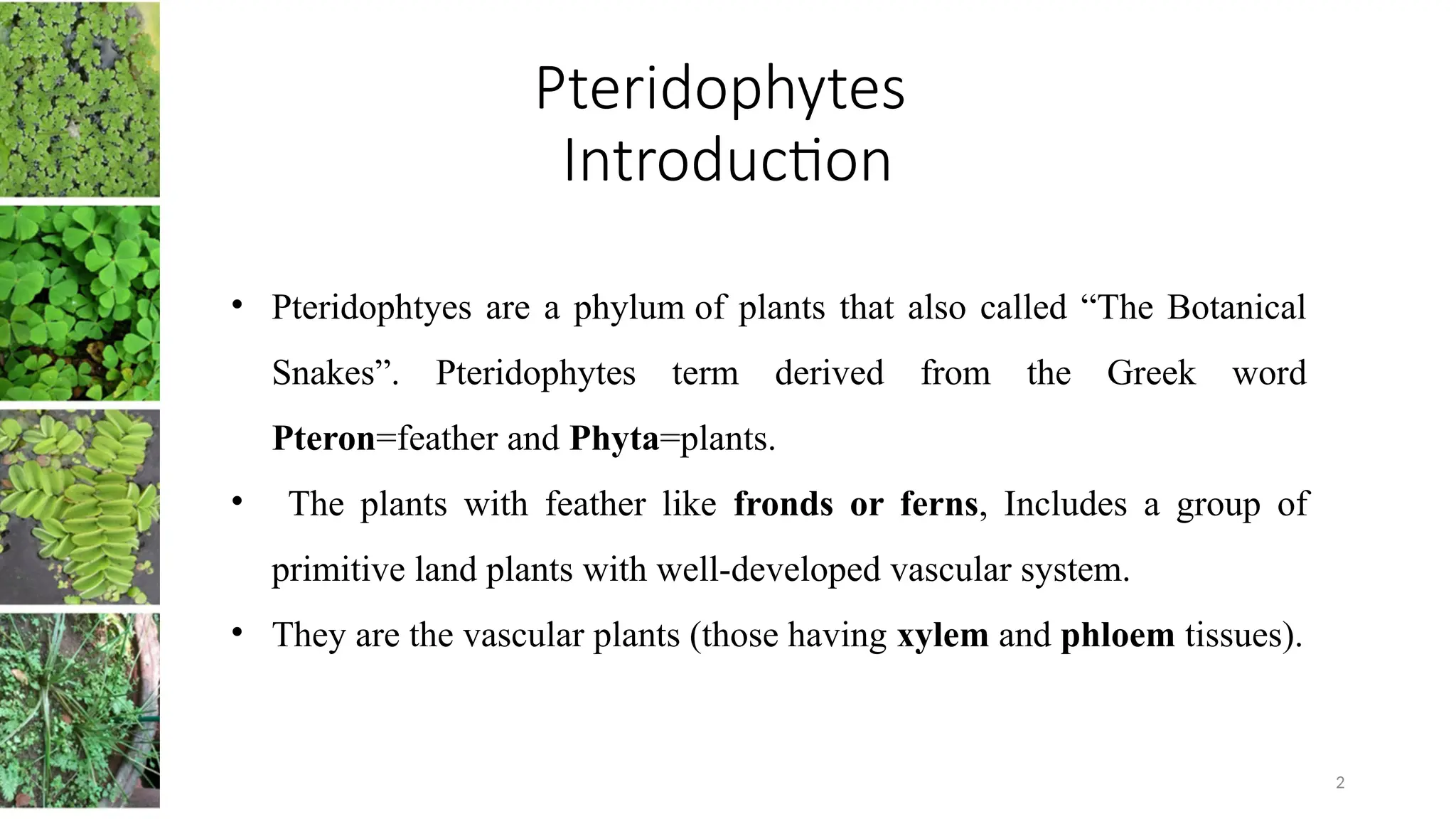 4. pteridophytes introduction.pptx