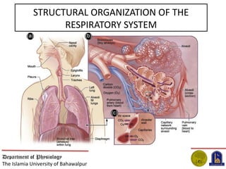 4. Respiratory System.pptx based on respiratory distress and systems | PPTX