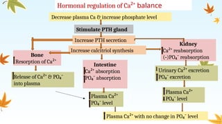 Calcium homeostasis: Distribution of calcium in our body.pptx