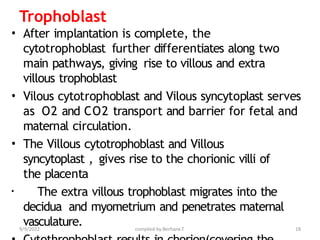 4.Development of embryo and placenta (1).pptx