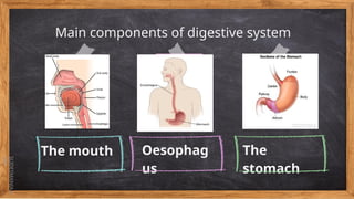 Digestive system ....................... | PPTX