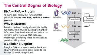 Protein Synthesis with respect to central dogma | PPTX