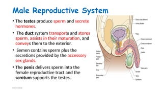 4. Anatomy of reproductive system.pptx and | PPTX