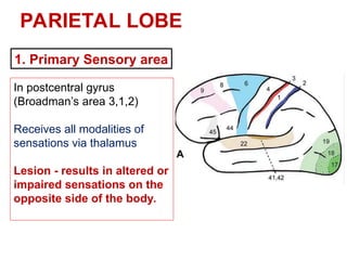 Comprehensive Overview of Cerebrum Functional Areas and Their Roles | PPT