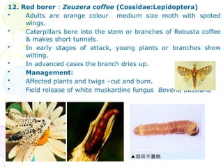 Comprehensive Guide to Insect Pests and Their Management in Coffee ...