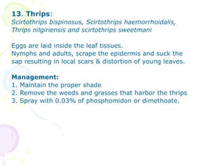 Comprehensive Guide to Insect Pests and Their Management in Coffee ...