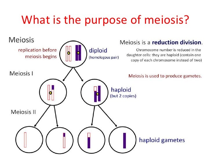 4 2 Meiosis 4-2-meiosis