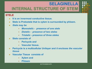 4 2 pteridophytes -selaginella | PDF