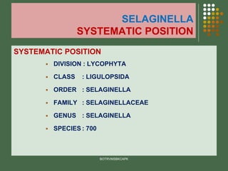 4 2 pteridophytes -selaginella | PDF