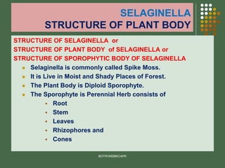 4 2 pteridophytes -selaginella | PDF