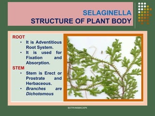 4 2 pteridophytes -selaginella | PDF