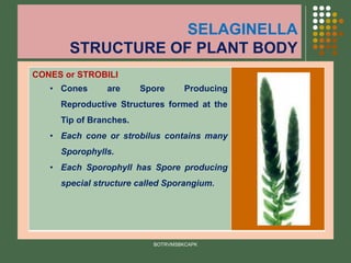 4 2 pteridophytes -selaginella | PDF