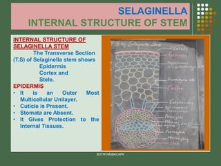 4 2 pteridophytes -selaginella | PDF
