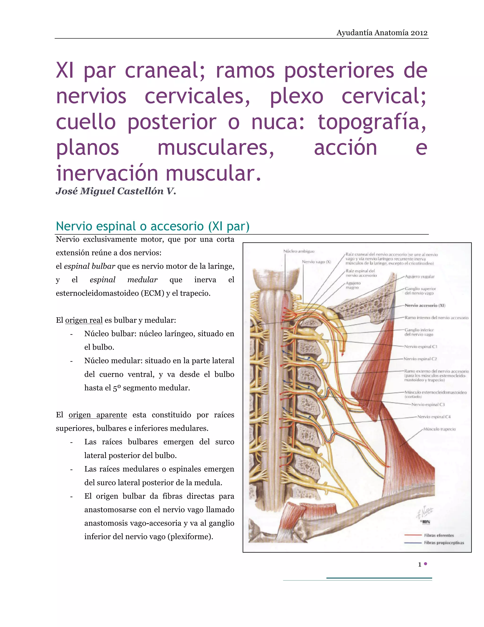 XI par craneal, ramos posteriores de nervios cervicales, plexo cervical ...