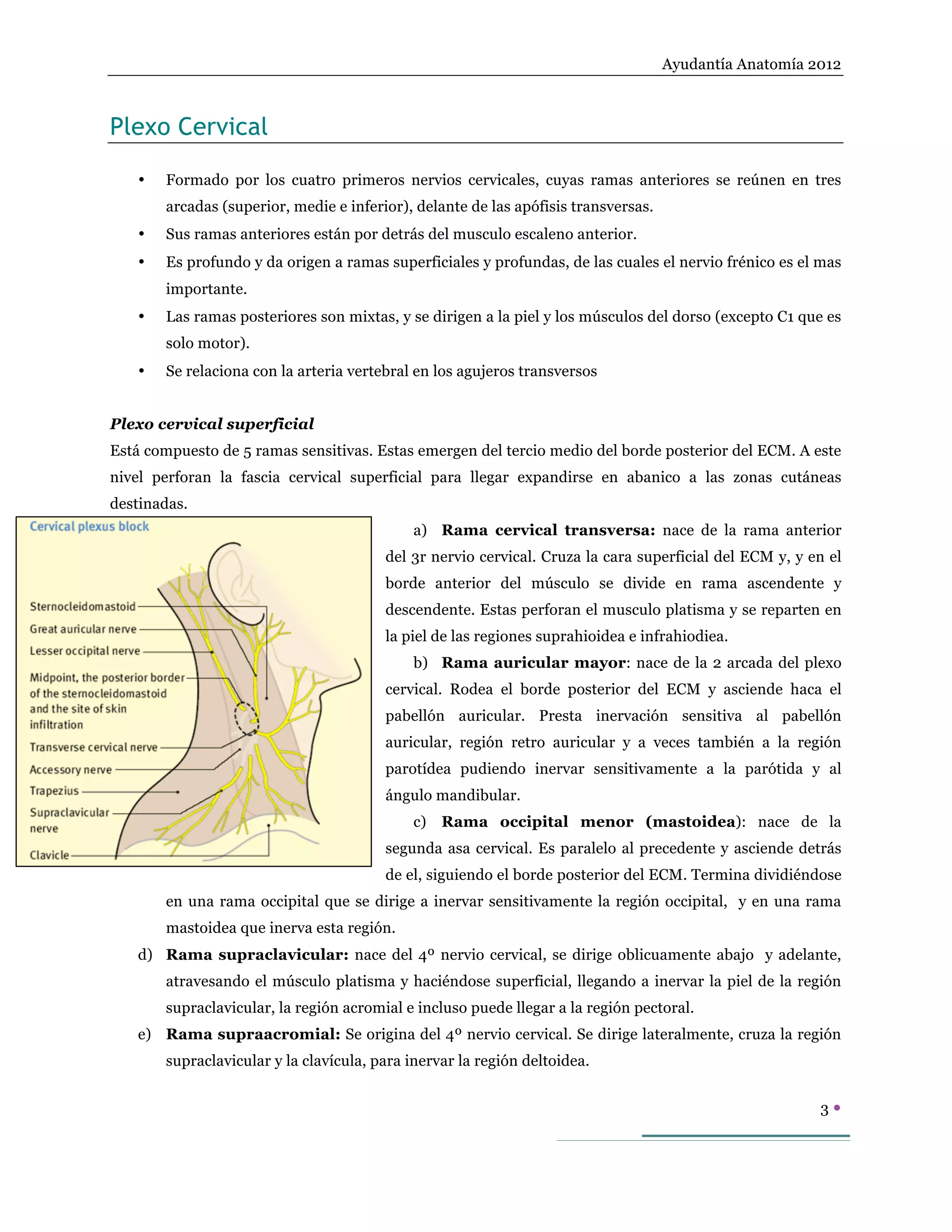 XI par craneal, ramos posteriores de nervios cervicales, plexo cervical ...