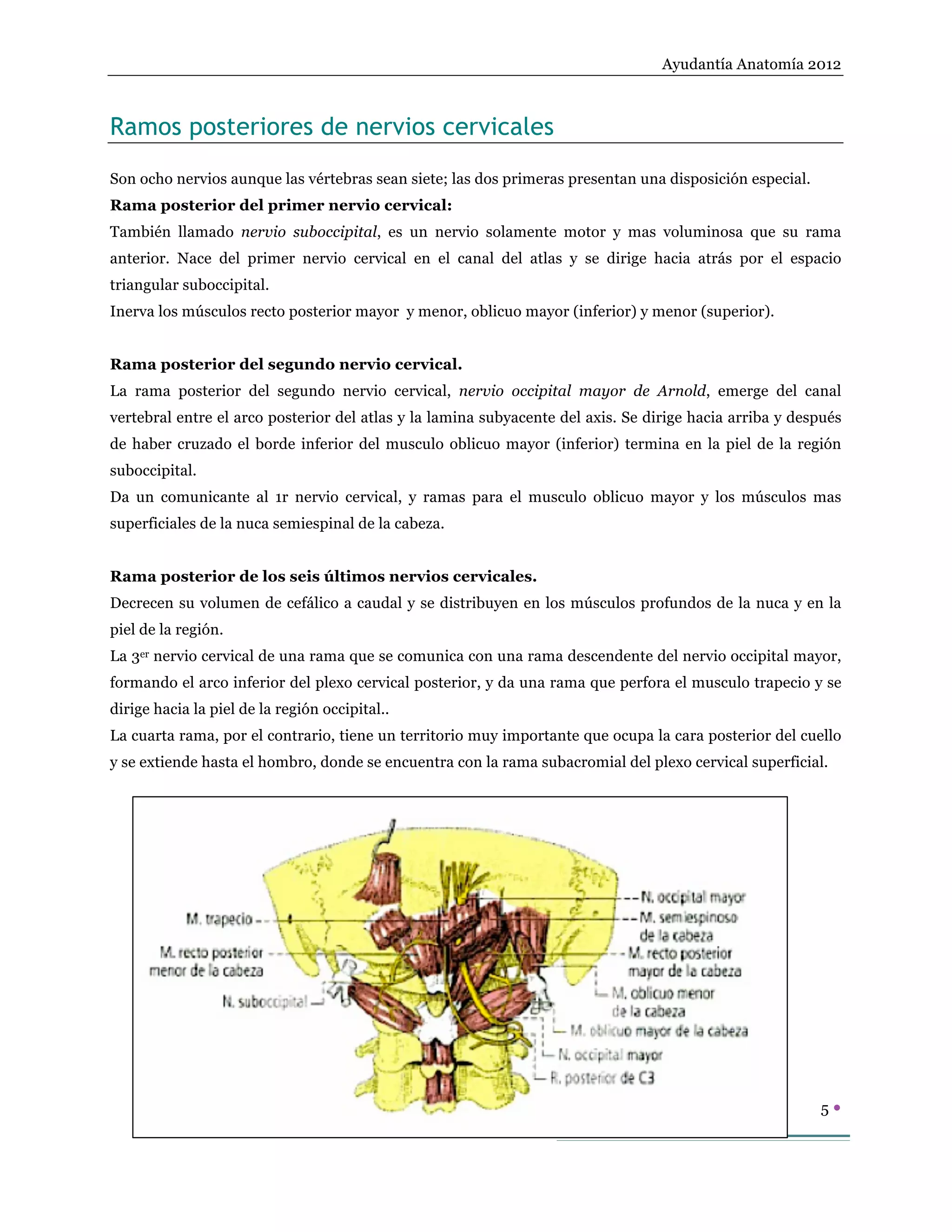 XI par craneal, ramos posteriores de nervios cervicales, plexo cervical ...