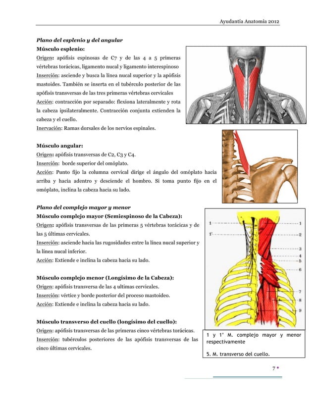 XI par craneal, ramos posteriores de nervios cervicales, plexo cervical ...