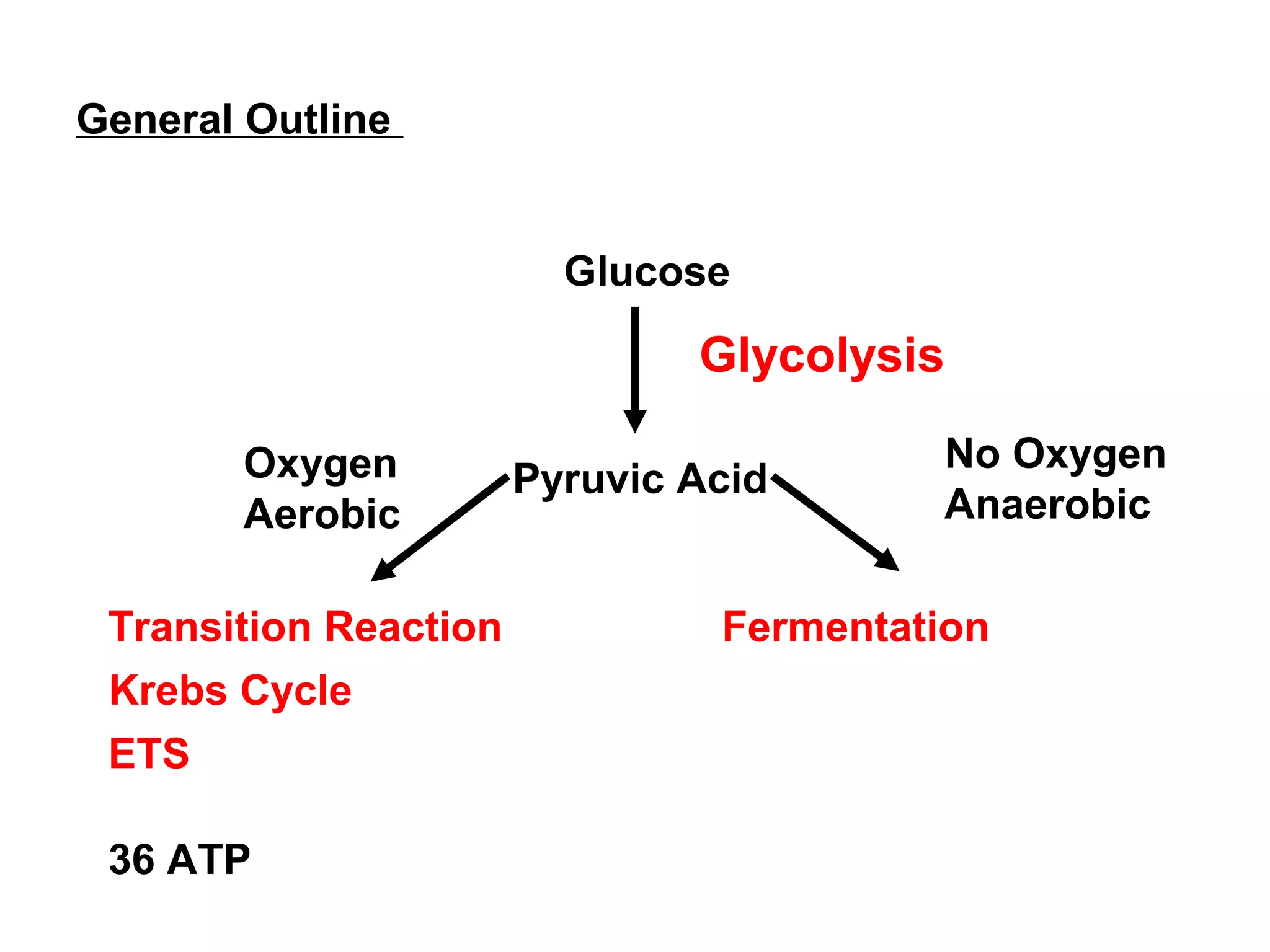 4.4 aerobic respiration | PPT