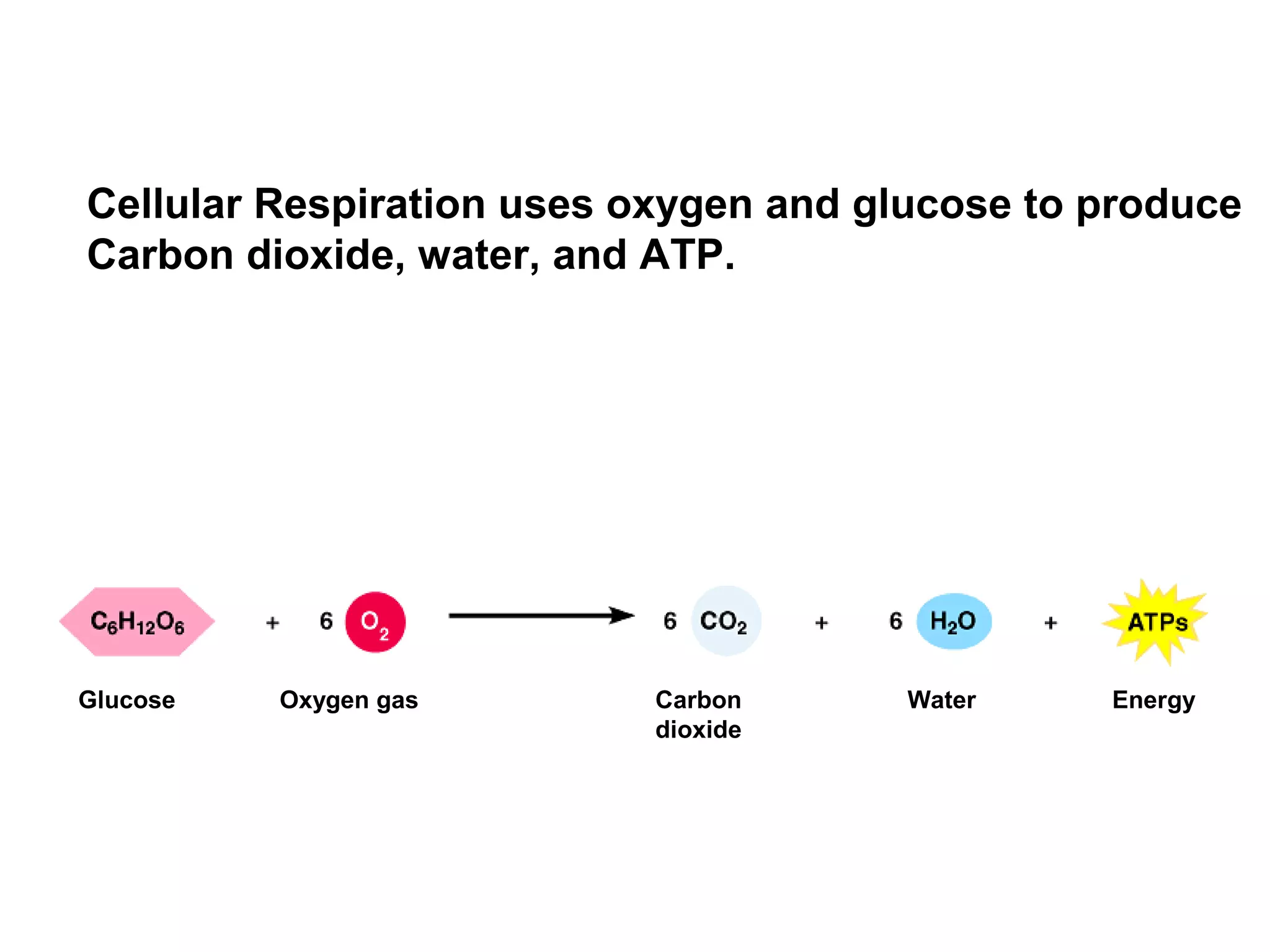 4.4 aerobic respiration | PPT