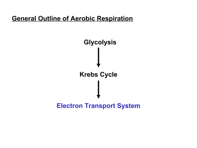 4.4 aerobic respiration | PPT
