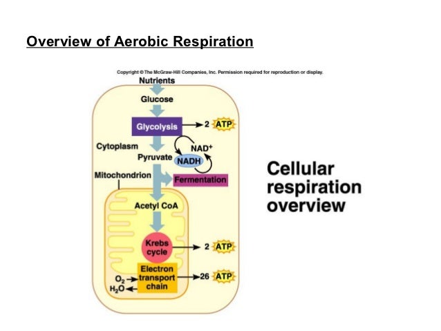 Aerobic Respiration Cellular Respiration Stock