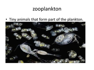 4 4 aquatic ecosystems(biology) | PPTX
